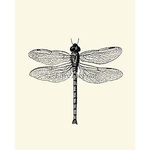 Bee Dragonfly Butterfly Wall Art Prints set of 3 Prints 8x10 - Unframed - Beautiful Black and White Illustration Ivory Natural Background Home Room Decor