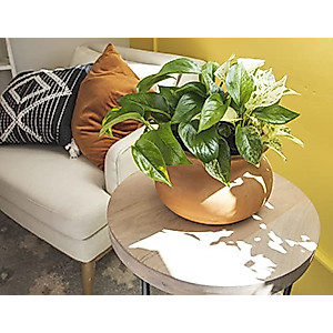 Altman Plants, Live Pothos Plants (4PK) Indoor Plants Live Houseplants, Pothos Live Plant House Plants Indoors Live Plants, Money Plant Indoor Pothos Plant Decor, Devils Ivy Trailing Plants Live