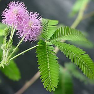 TickleMe Plant Greenhouse Garden Kit Grow The Only House Plant That Closes Its Leaves and Lowers It Branches When You Tickle It. Unique Nature or Birthday Science Idea for Kids