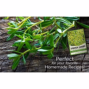 Summer Savory Seeds for Planting is A Heirloom, Non-GMO Herb Variety- Satureja Hortensis Herb Seeds Great for Indoor, Outdoor, Hydroponic Gardening by Gardeners Basics