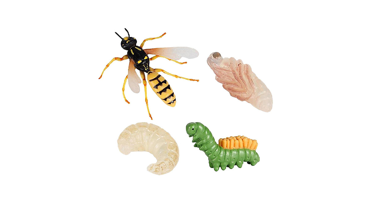 Explore Colcolo Wasp Life Cycle Toy for Kids