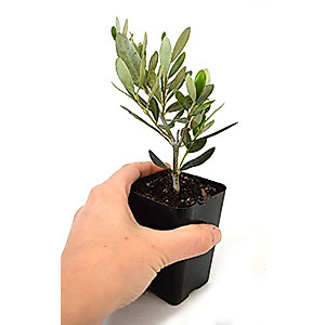 9GreenBox - Olive Tree - Tree of Peace - Olea europaea - 2 Pack
