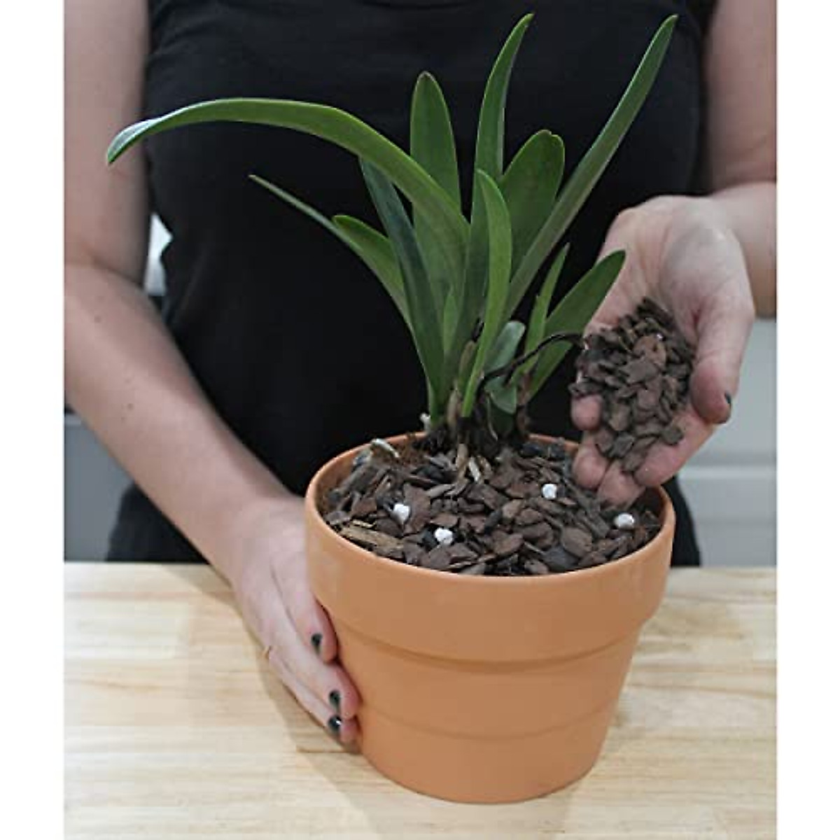 Orchid Potting Mix, Hand Blended All Natural Potting Soil Media for Orchid Plants, Fast Draining Healthy Media for Planting or Orchid Repotting- 8qts
