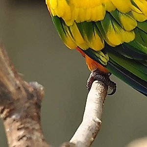 QeeHeng Bird Stand Perch,Natural Wood Parrot Perch Bird Cage,Bird Cage Perches for Parrots,Small Parakeets Cockatiels, Macaws, Parrots, Love Birds, Finches