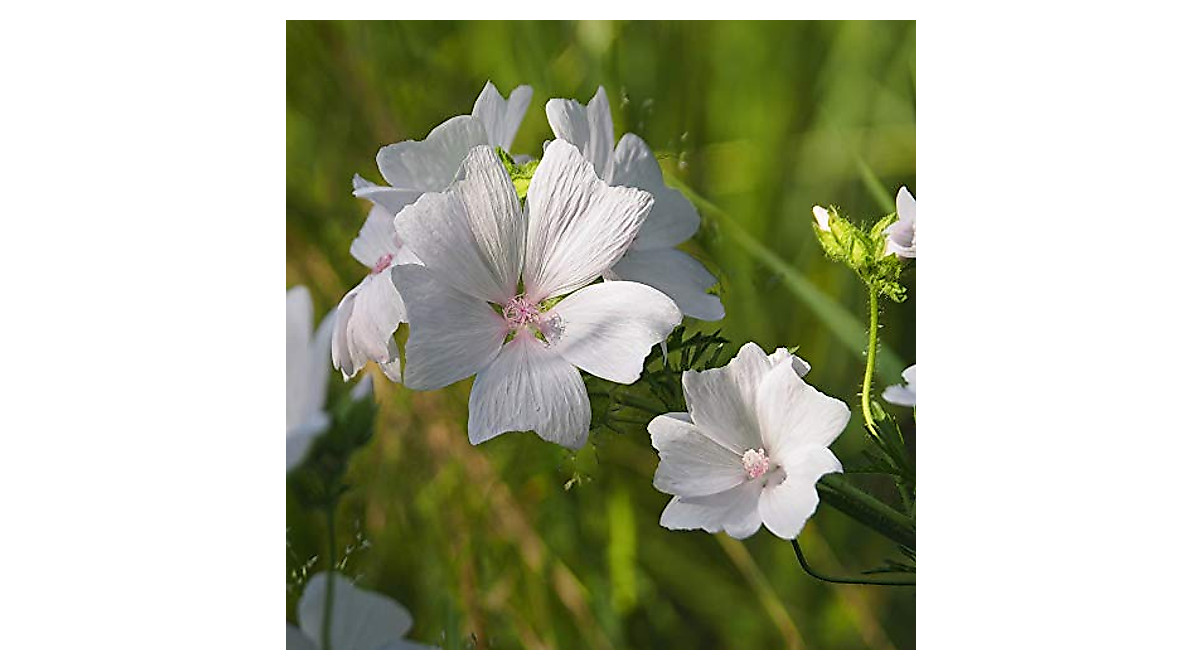 Malva Musk Mallow White Hollyhock Seeds for Beautiful Gardens