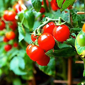Dwarf Bush Tomatoes Seeds for Planting 25+ Seeds Indoor Vegetable Garden
