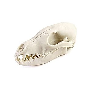 QWORK Fox Skull, Realistic Animal Skull Bones Fox Head Skeleton Natural Teeth Bone Specimen Model for Home Collectible Decoration Halloween Party