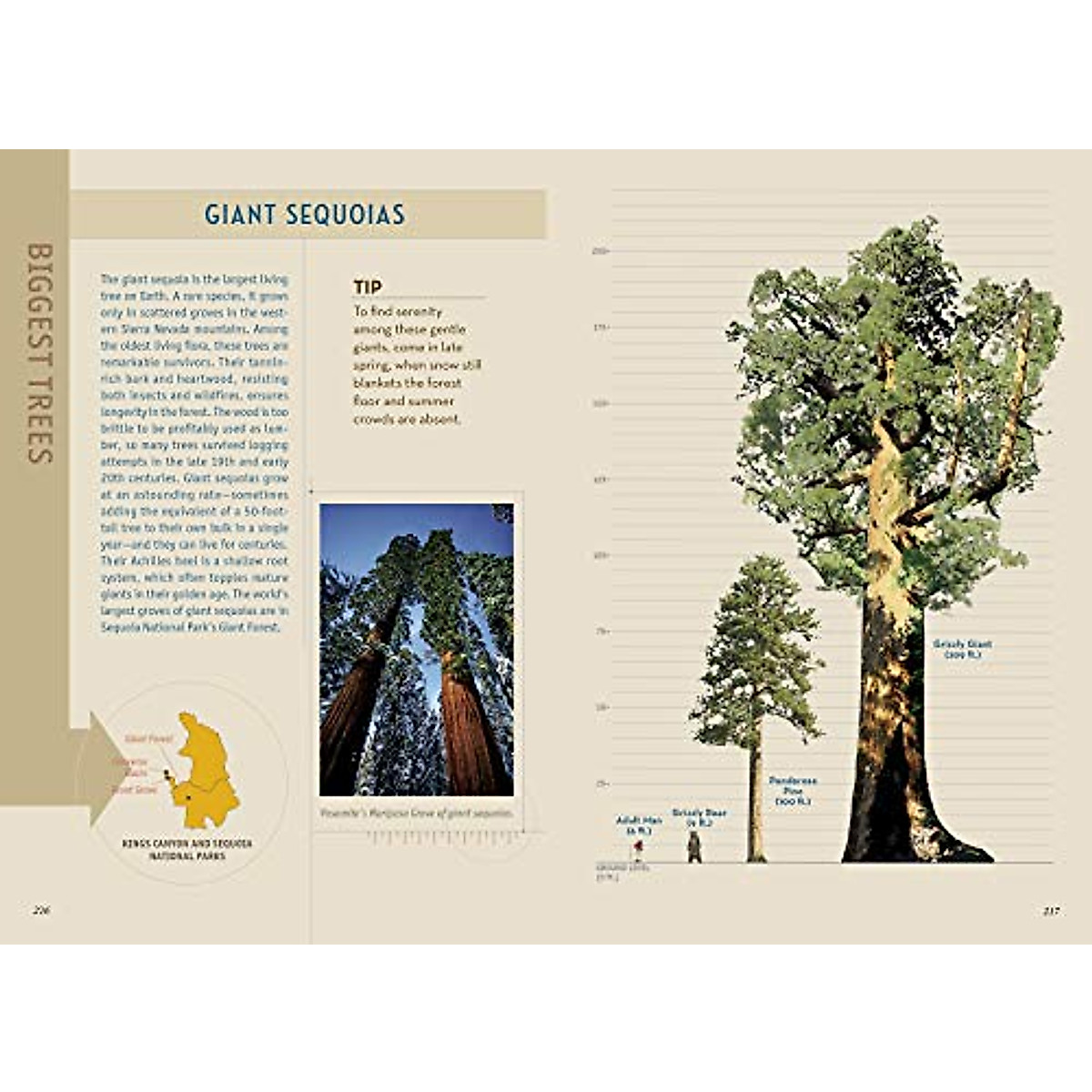 Compass American Guides: Yosemite and Sequoia/Kings Canyon National Parks (Full-color Travel Guide)