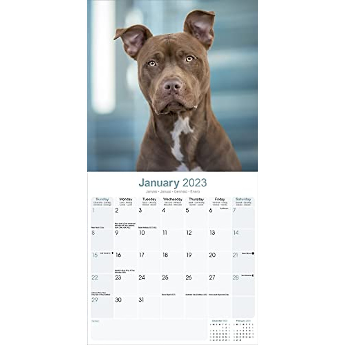 American Pit Bull Terrier Calendar - Dog Breed Calendars - 2022 - 2023 wall calendars - 16 Month by Avonside