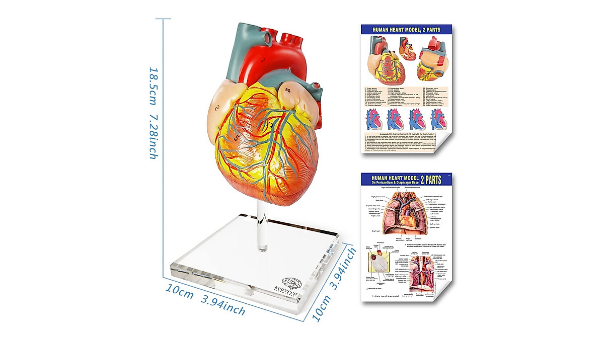EVOTECH Human Anatomy Models Set - Educational 3D Study Tools