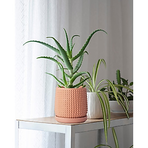 D'vine Dev 6 Inch Terracotta Beaded Planter Pot - Flower Pot with Drainage Hole and Saucer for Indoor Succulent Plants or Flowers, Terracotta, 27-C-X-7