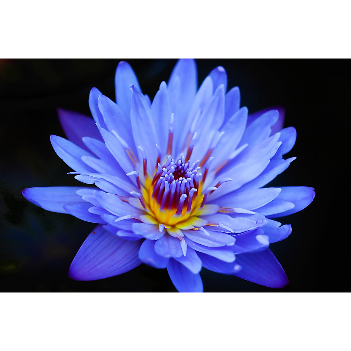 35+ Mixed Bowl Lotus Seeds, Lotus Seeds, Bonsai Lotus Seeds for Planting (Nelumbo), Water Lily Seeds, Can Purify Water and Air