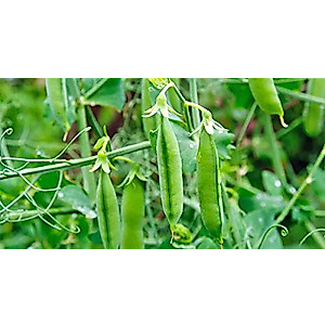 Rainbow Bean Mix Sprouting Seeds, Adzuki, Garbanzo, Green Pea, & Lentil, 40+ Heirloom Seeds in Mixture Per Packet, Non GMO Seeds, (Isla's Garden Seeds), Botanical Name: Phaseolus vulgaris