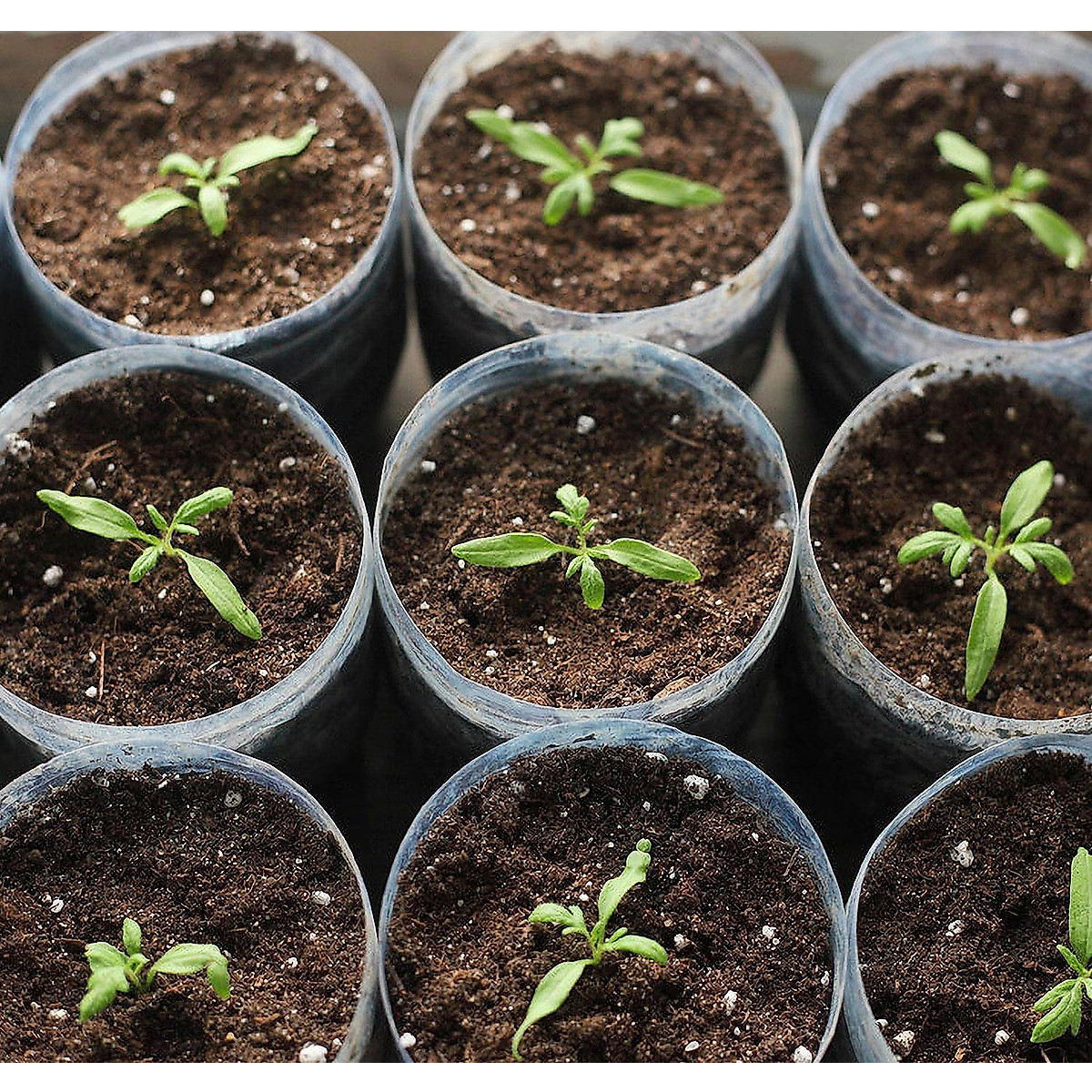 Plastic Nursery Pots - 36 Pieces 7 / 5 / 4 Inch Soft Transparent Plastic Gardening Pot Planting with Drainage Hole for Seedling Succulent Vegetable Flowers Cuttings