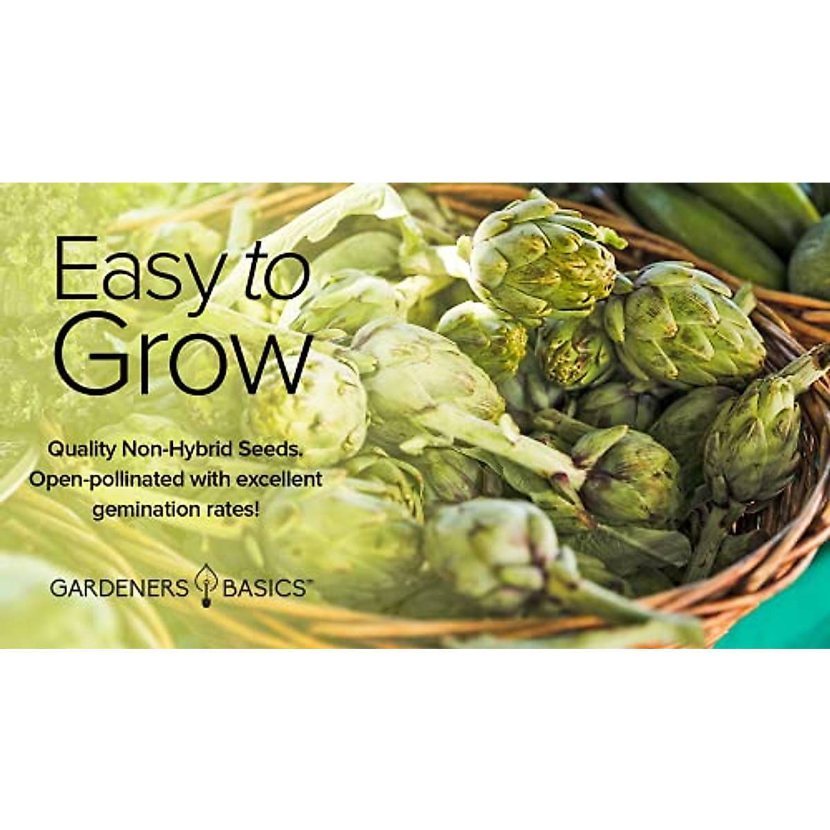 Artichoke Seeds for Planting - Green Globe Non-GMO Perennial Vegetable Variety- 3 Grams Seeds Great for Summer Gardens by Gardeners Basics