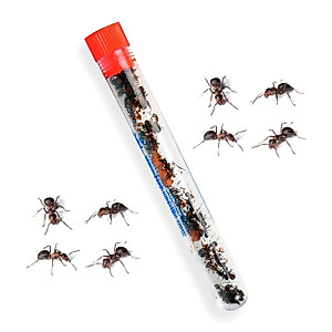 Live Ant Farm Ants Kit Refill - 25 Red Harvester Ants for Ant Farms - Educational Insect Exploration Set Shipped with Order - Guaranteed Live Arrival - Science Project Supplies for Kids & Adults