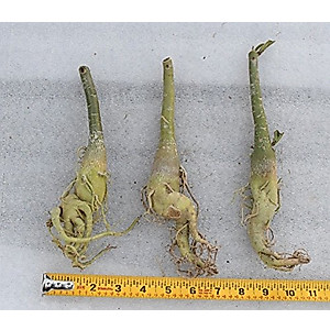 Caudex Bonsai - Desert Rose Adenium Obesum - one Year Old - New Hybrid