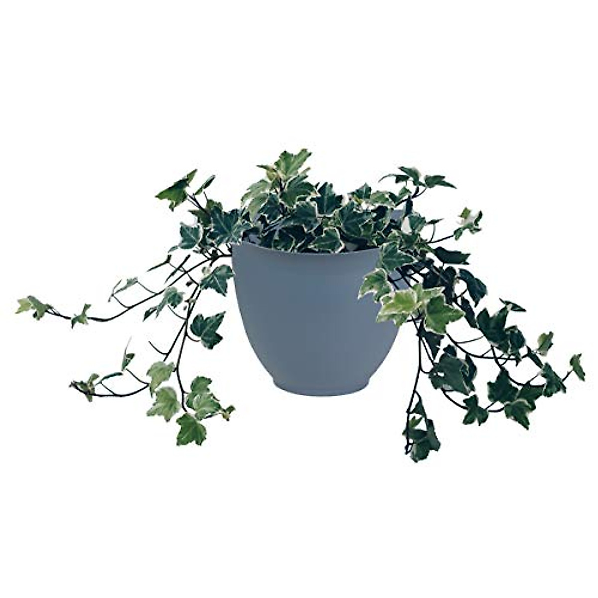 The HC Companies 8 Inch Garden Wall Planter - Plastic Hanging Plant Pot for Indoor Outdoor Flowers, Herbs, Slate Blue