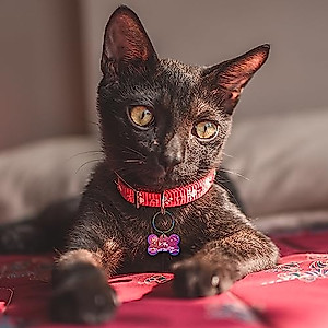 Atdesk Stainless Steel Pet ID Tag, Custom Dog Tag for Pets Engraved Name, Address & Phone Number, Personalized Dog Tags and Cat Tags, Dog ID Tag for Dogs, Dog Bone Tag(S Multi)