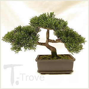 Artificial Japanese Cedar Bonsai Tree 9 inch Tall