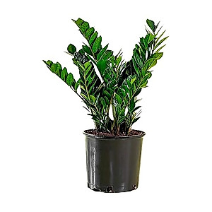 American Plant Exchange Live ZZ Plant, Zanzibar Gem Plant, Plant Pot for Home and Garden Decor, 6" Pot
