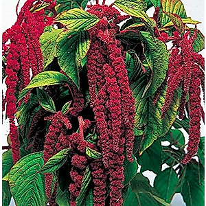 1/4 Oz Love Lies Bleeding s-e-e-ds, Red, Tassel Flọwer, Amaranthus, 3135s-e-e-ds