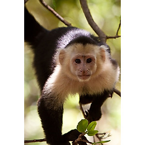 Lantern Press 16x24 Inch Giclee Art Print Wall Decor, Capuchin Monkey