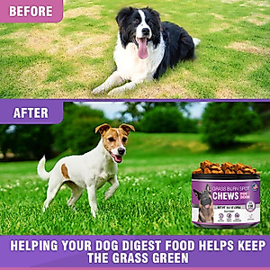 Grass Burn Spot Chews for Dogs Dog Pee Grass Neutralizer 300 Green Grass Dog Chews Dog Pee Lawn Spot Saver for Grass Burn Spots Dog Urine Neutralizer for Lawns with Probiotics Digestive Enzymes
