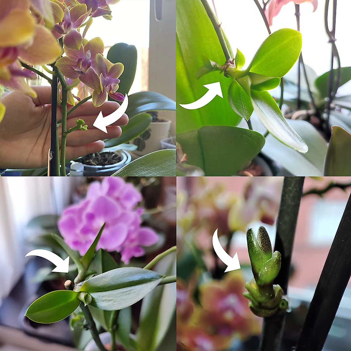 Miracle Lab Keiki Cloning Paste Special Cytokinin Formula Gives a New Baby Orchid (Keiki) in Weeks-Can Be Used on All Kinds of Orchids and Also House Plants (1 Pack)