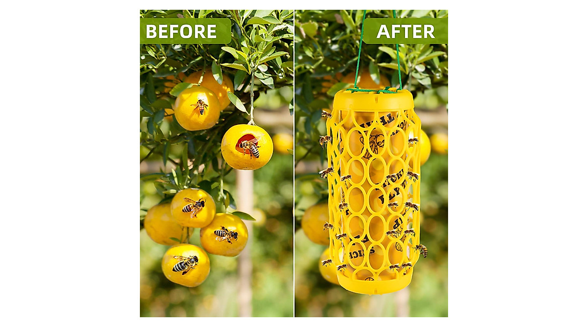 Effective Sticky Fly Traps for Wasp and Bee Control