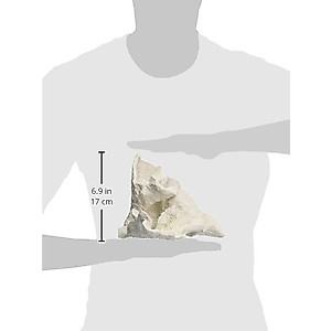 Abbott Collection 20-SEASHORE/40 Large White Flower Coral Decorative Resin Figurine