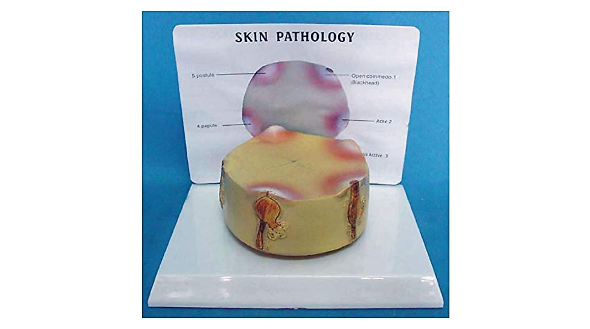 3D Human Skin Anatomy Model for Medical Teaching