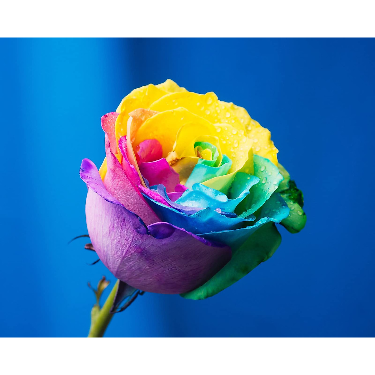 300+ Rare Multi Colorful Rainbow Rose Seeds for Planting Beautiful Rose Potted Plant for Home Garden