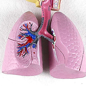 Anatomy Model Human Respiratory System Model -Removable Human Organ Anatomical Anatomy Model -Human Internal Organs Nasopharyngeal Anatomy Respiratory Lung Structure Teaching Model