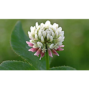 White Clover Seeds, Nitro-Coated and Inoculated, 1 Pound by Seeds2Go
