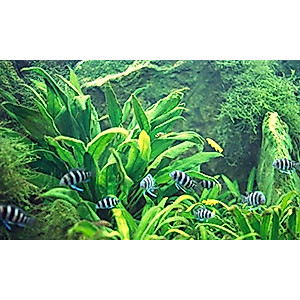 Marcus Fish Tanks - 3X Amazon Sword Echinodorus Bleheri Easy Live Aquarium Plants for Aquatic Freshwater Fish Tank