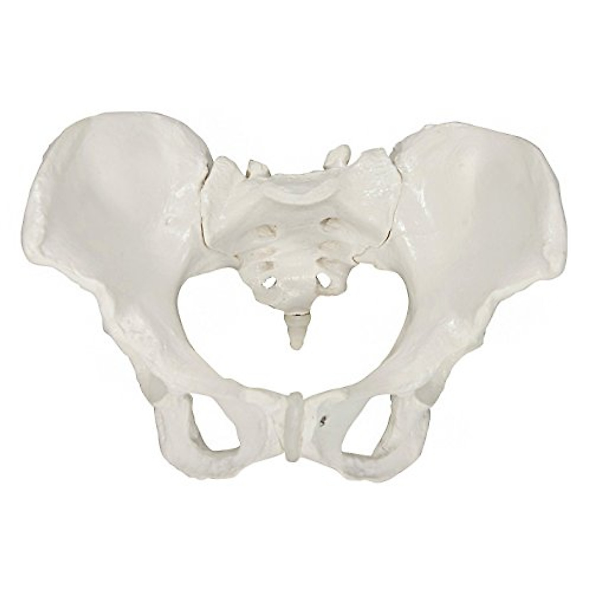 Axis Scientific Skeletal Model of The Female Pelvis | Cast from a Real Human Pelvis Skeleton | Life Size Model Shows Important Anatomy of The Pelvic Region | Includes Product Manual