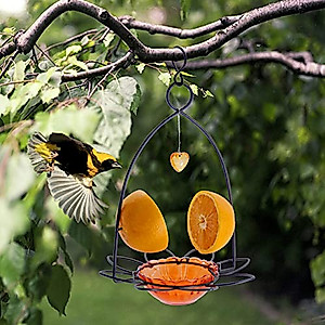FORUP Oriole Bird Feeder, Orange Fruit Oriole Feeder