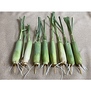 8 Rooted Lemongrass Stalks 5-6 inches Long Ready to Plant | Fast Growing Lemon Grass Live Plant