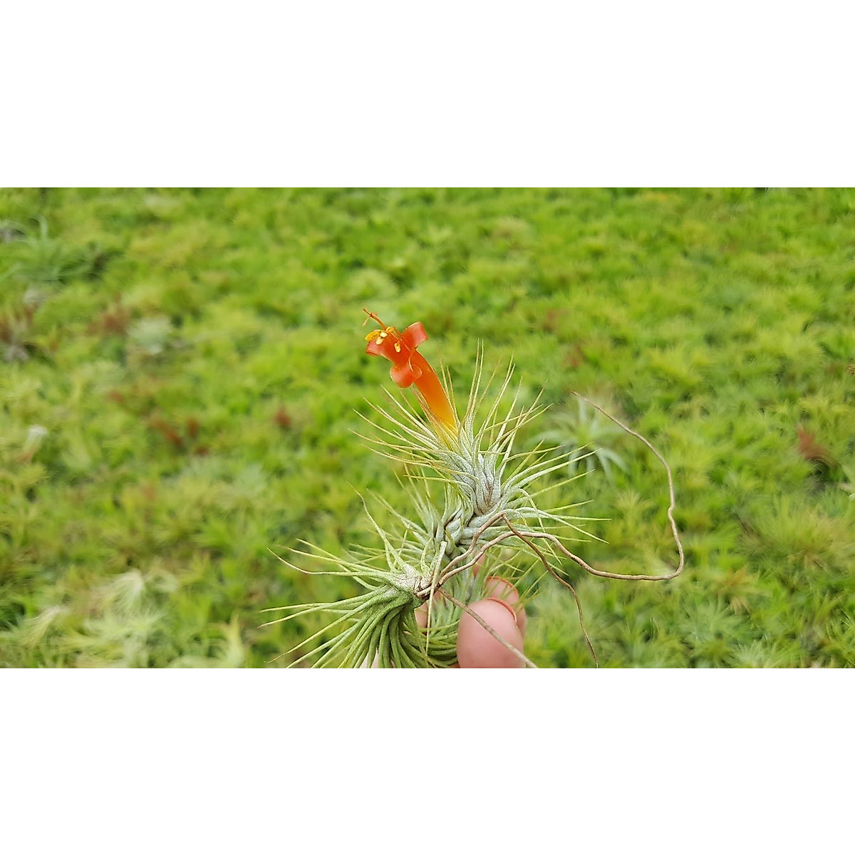 The Drunken Gnome Funkiana Air Plant Pack Tillandsia Live Easy Flowering Houseplants for Indoor Garden Office or Terrarium Choose 3 Pack 5 Pack or 10 Pack Sizes Small to Large (3 Pack)