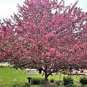 CHUXAY GARDEN Malus 'Prairifire',Crabapple Seed,Crab Apple 30 Seeds Privacy Screen Plant Deciduous Tree Beautiful Small Ornamental Tree Great for Garden