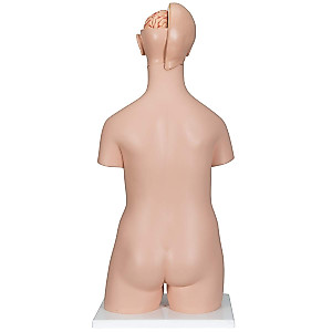 3B Scientific B11 Plastic 16 Part Classic Unisex Human Torso Model, 9.8" Length x 15" Width x 34.3" Height