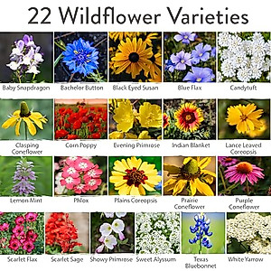 HOME GROWN 130,000+ Pure Wildflower Seeds - Premium Texas Flower Seeds [3 Oz] Perennial Garden Seeds for Birds & Butterflies - Wild Flowers Bulk Seeds Perennial: 22 Varieties Flower Seed for Planting