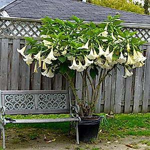 10 White Angels Trumpet Seeds,Snowy Angel's Trumpet,Brugmansia Suaveolens,Beautiful Flowers,Garden& Outdoors-QAUZUY GARDEN