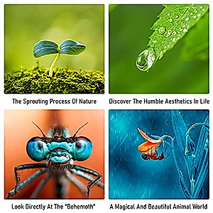 Viltrox Metal Mount Auto Focus Macro Extension Tube Ring Set 12mm 20mm 36mm for Canon EF & EF-S Lens DSLR Camera 760D 700D 90D 80D 70D 5D 6D 7D 1300D Rebel T6 T7 T5 T8i T7i T6i T6s T5i T4i SL3