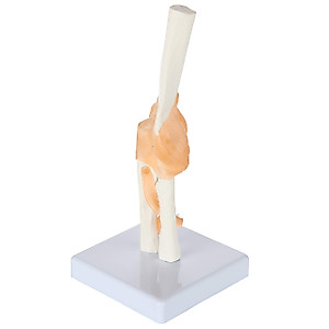 Axis Scientific Flexible Elbow Model, Life-Size Flexible Elbow Joint with Realistic and Soft Ligament Anatomy, Includes Base for Display and Interaction, Detailed Product Manual