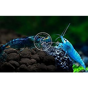 Swimming Creatures 5 Blue Velvet & 5 Blue Diamond Neocaridina Freshwater Aquarium Live Shrimps. Live Arrival Guarantee