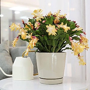 Christmas Cactus Thanksgiving Cactus (4-inch Plastic Pot) - Cactus Plants Live, Hand Selected, Rare Varieties for Gift or Home Decoration - Unique Collection of Live Cactus, Succulents, Indoor Plants