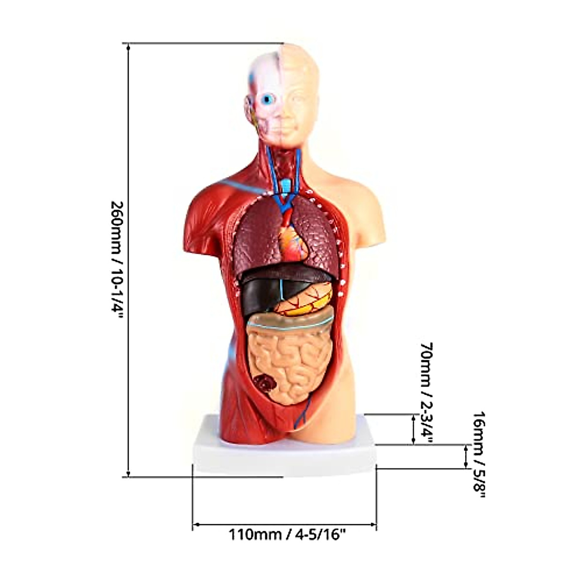 QWORK Human Body Anatomical Torso Doll, 15 Pcs 10-1/4" Detachable Removable Parts, Skeleton, Internal Organs, Visceral, Brain, with Detailed Instructions Manual