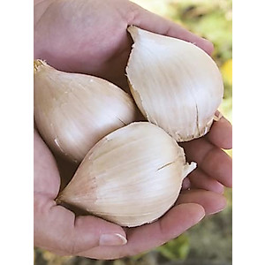 Elephant Garlic Tubers for Fall Planting Outdoors - 1 Pound Garlic - Planting Ornaments Perennial Garden Simple to Grow Pots